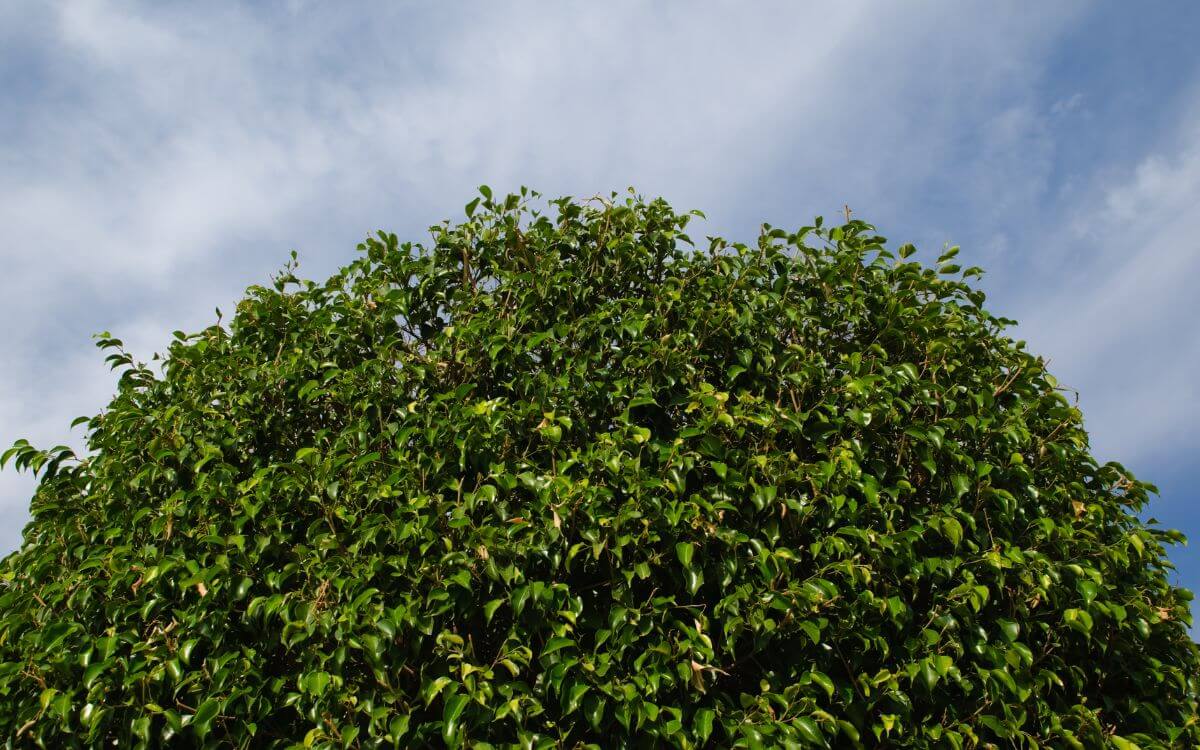 Commercial Crown Lifting | Durham Tree Surgery
