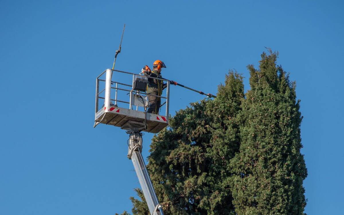 Commercial Tree Target Pruning | Durham Tree Surgery